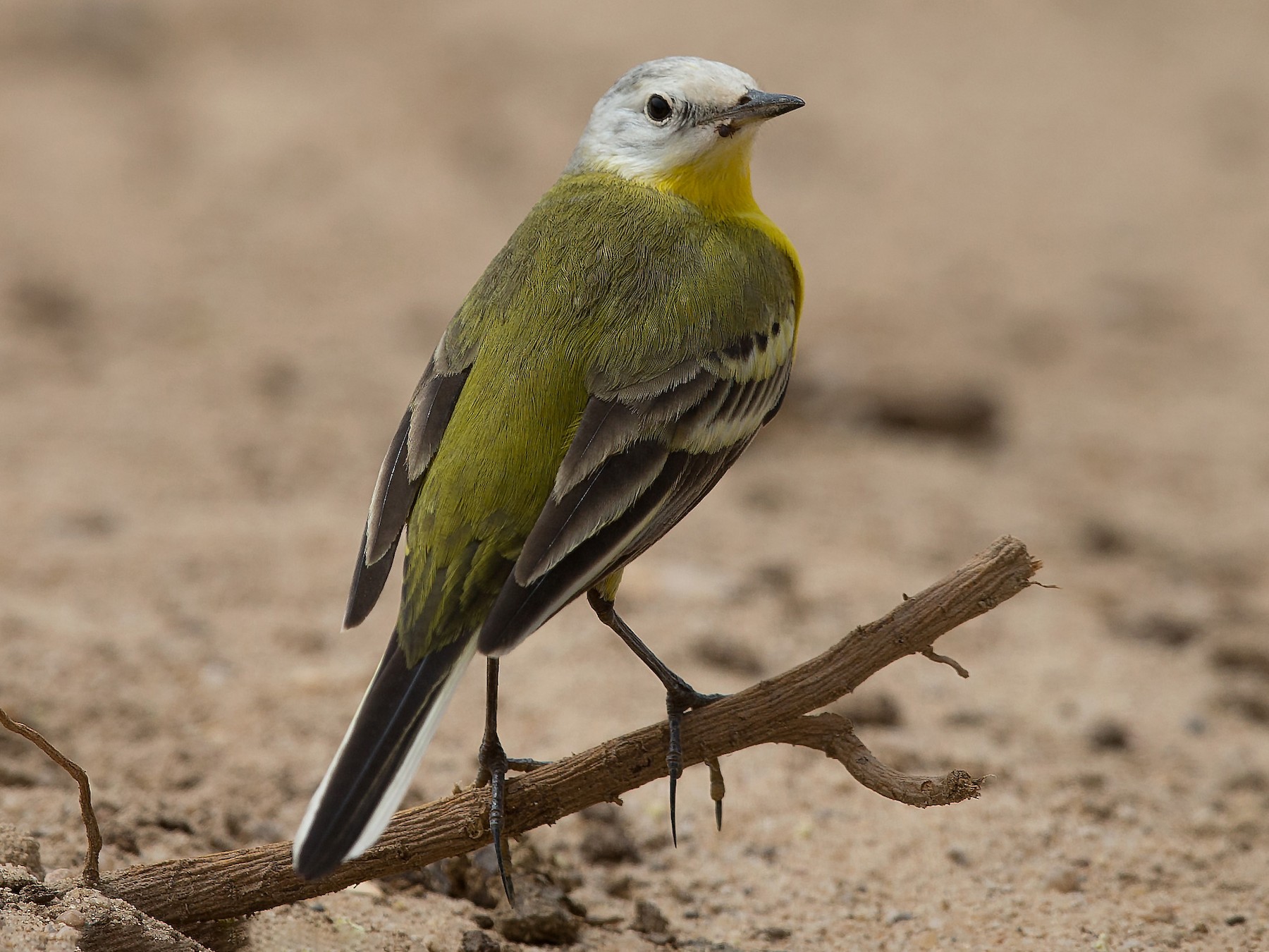 Western Yellow Wagtail - eBird