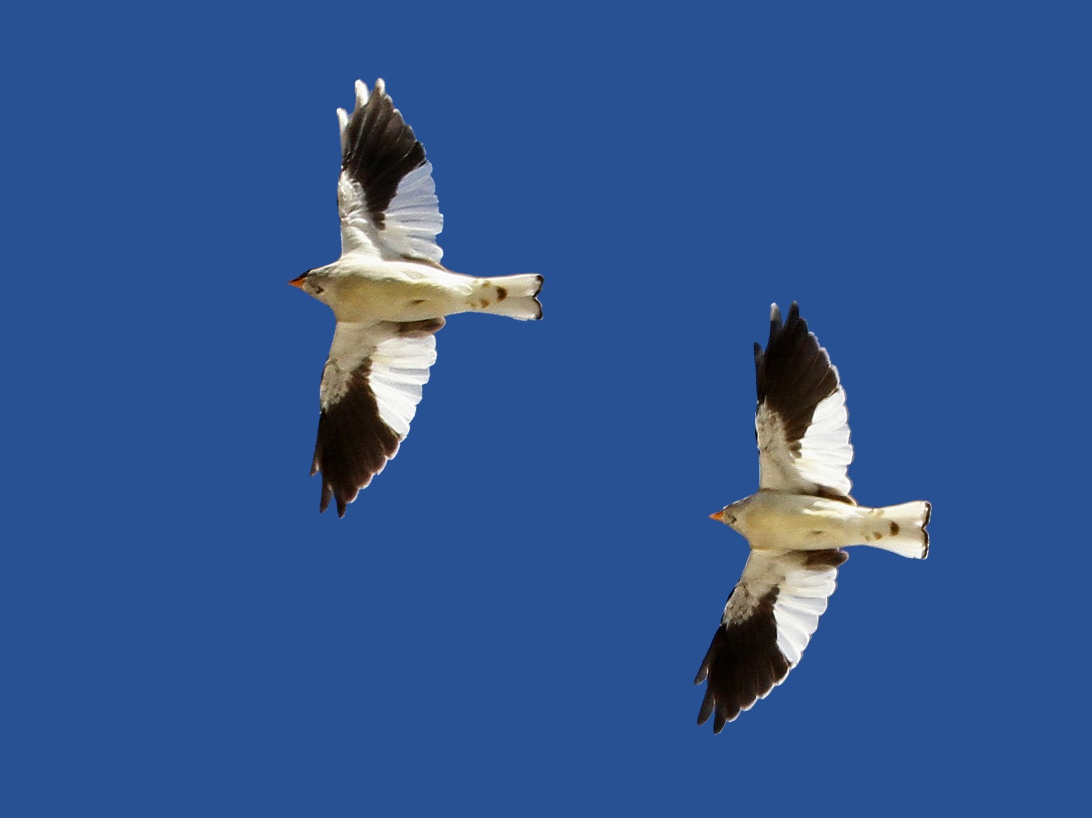 White-winged Snowfinch - eBird