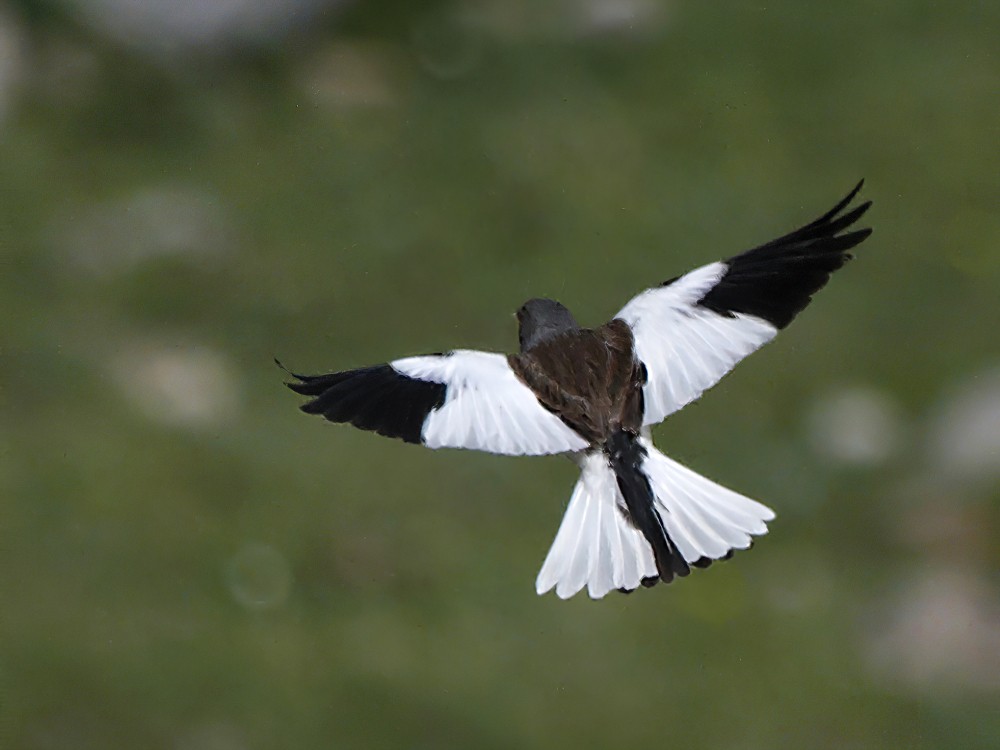 White-winged Snowfinch - eBird
