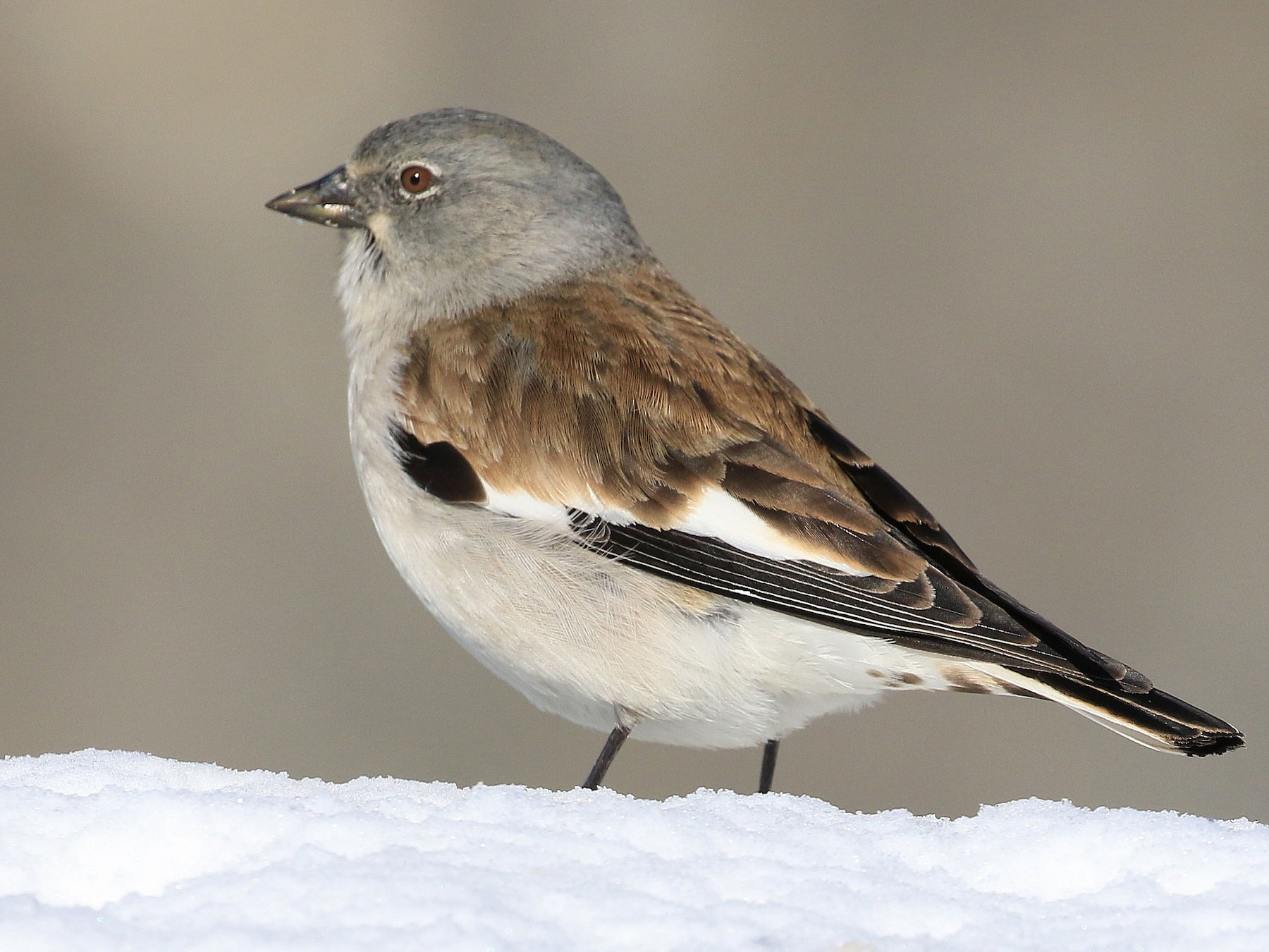 White-winged Snowfinch - eBird