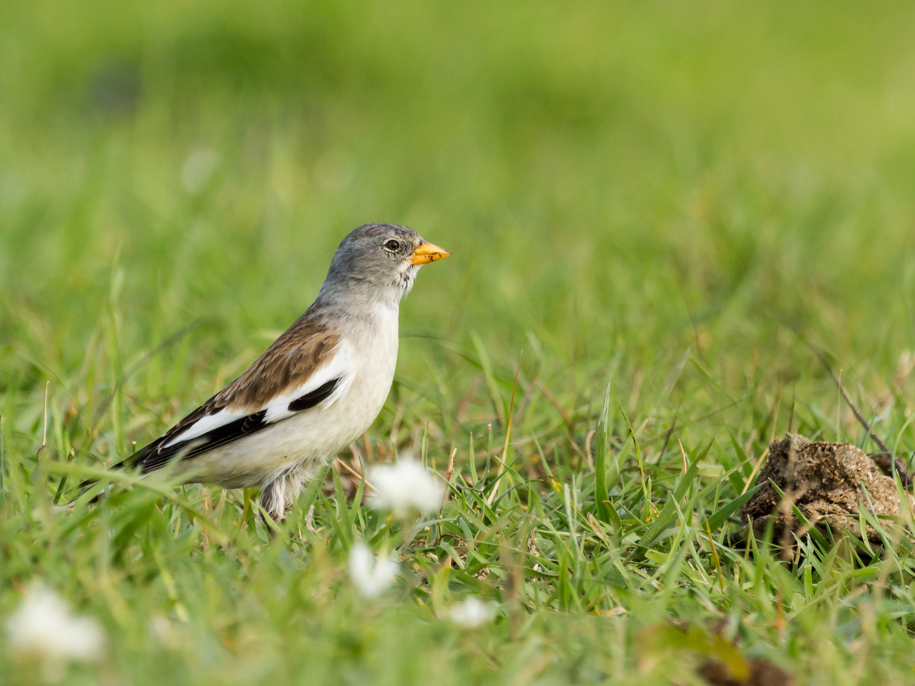 White-winged Snowfinch - eBird