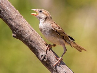 Italian Sparrow - eBird