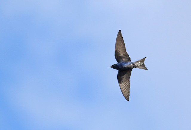 Photos - Cuban Martin - Progne cryptoleuca - Birds of the World