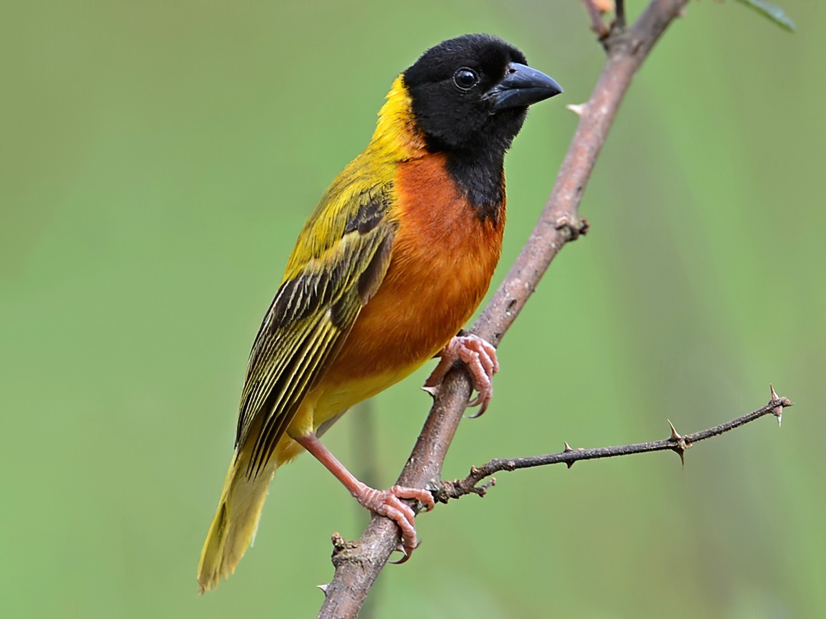 Black-headed Weaver - eBird