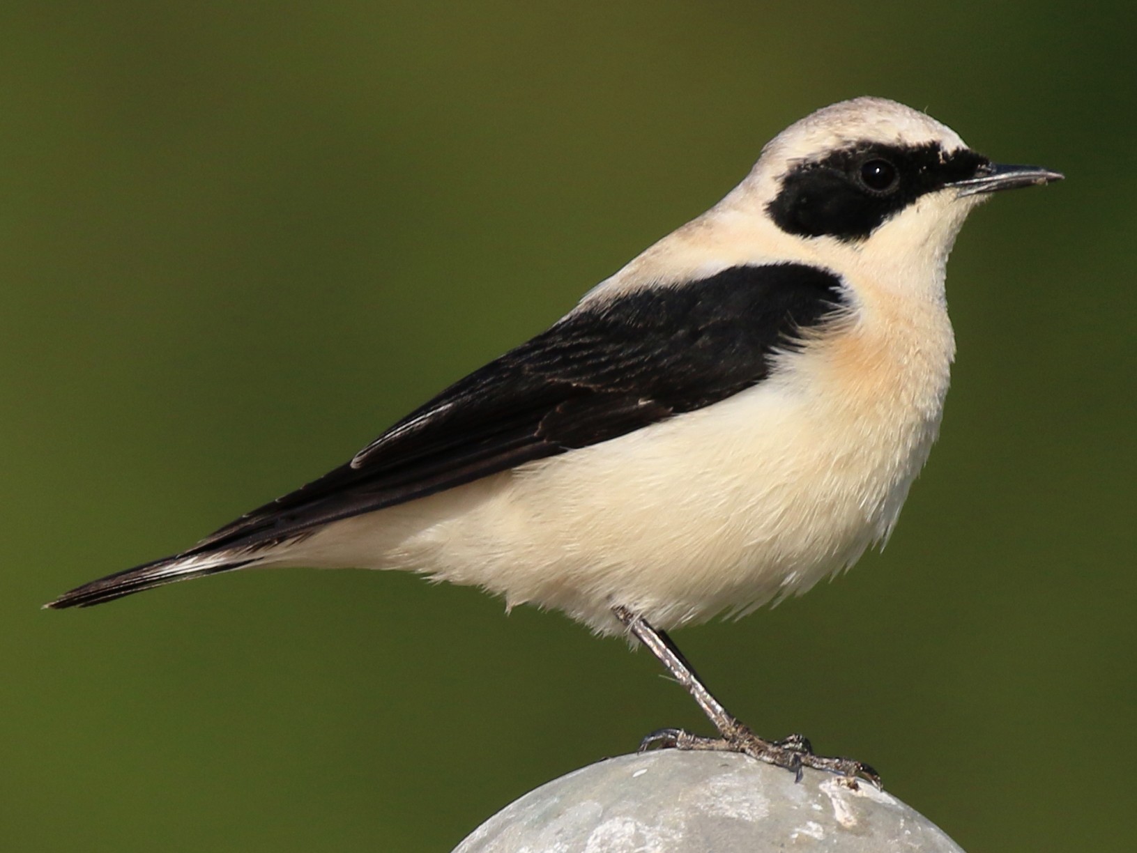 Western/Eastern Black-eared Wheatear - eBird