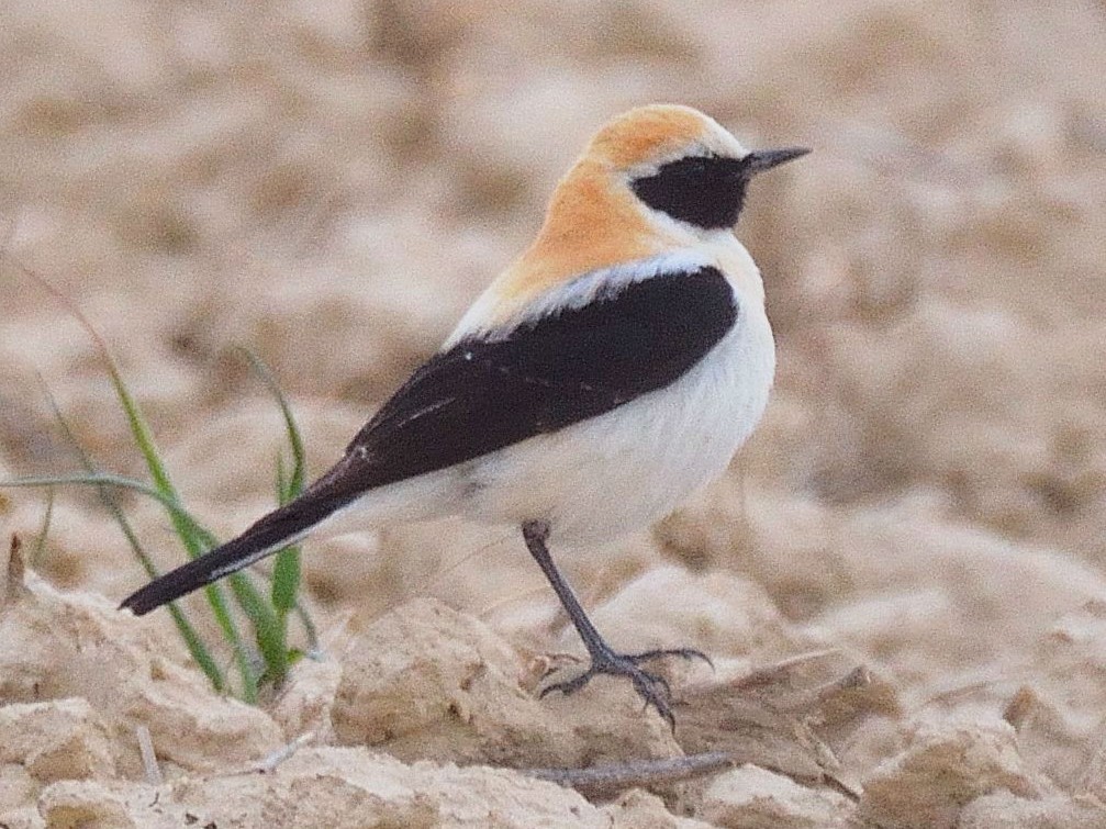 Western/Eastern Black-eared Wheatear - eBird