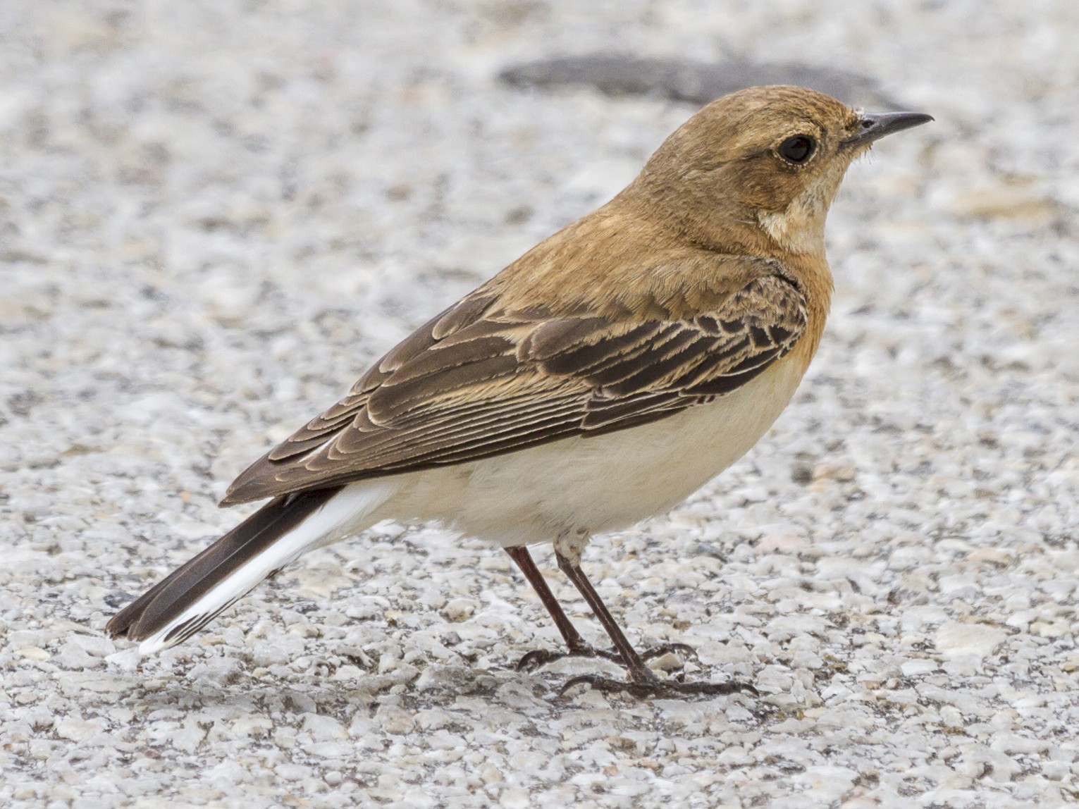 Eastern Black-eared Wheatear - eBird