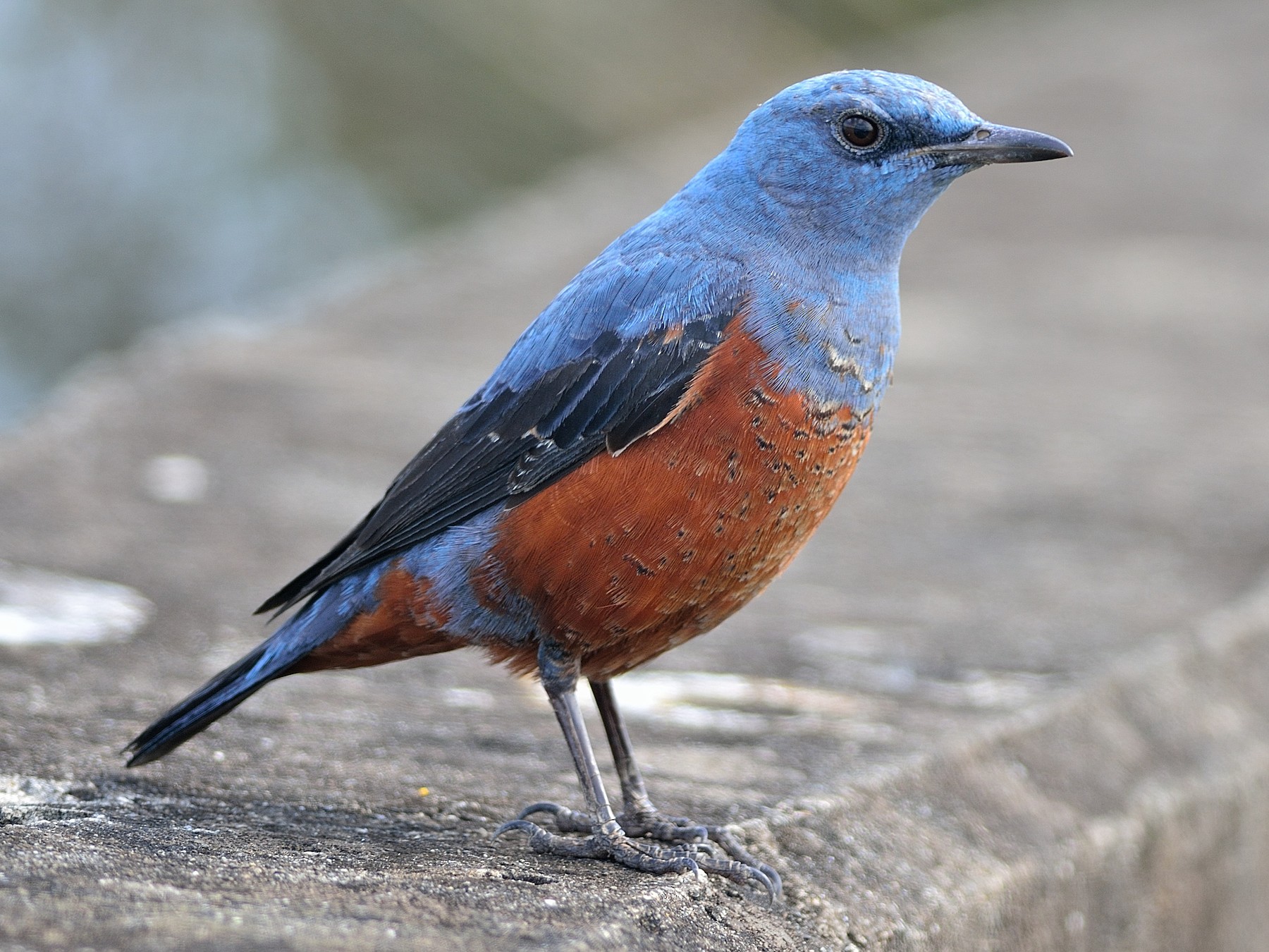 Blue Rock-Thrush - eBird
