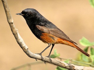 Black Redstart - eBird