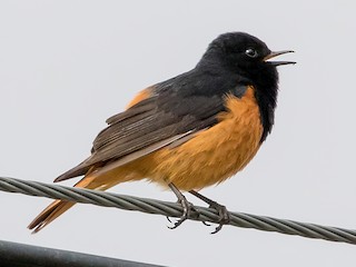 Black Redstart - eBird