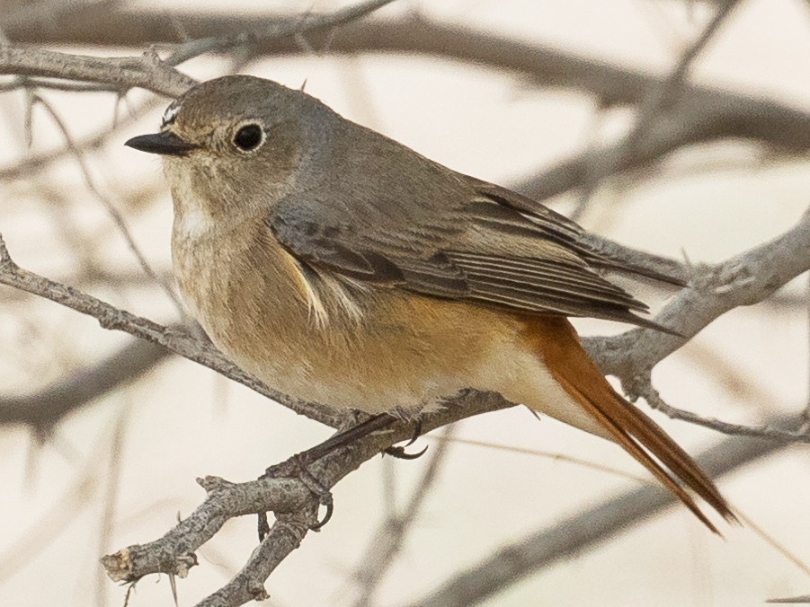 Common Redstart - eBird