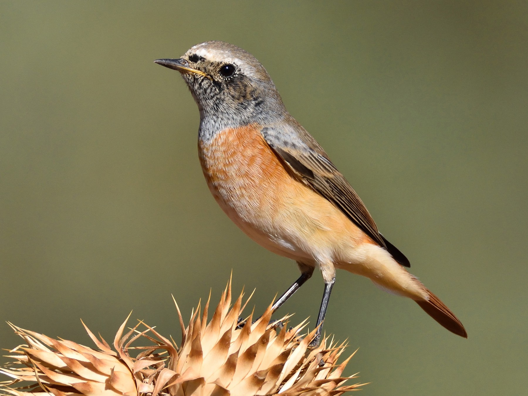 Common Redstart - eBird