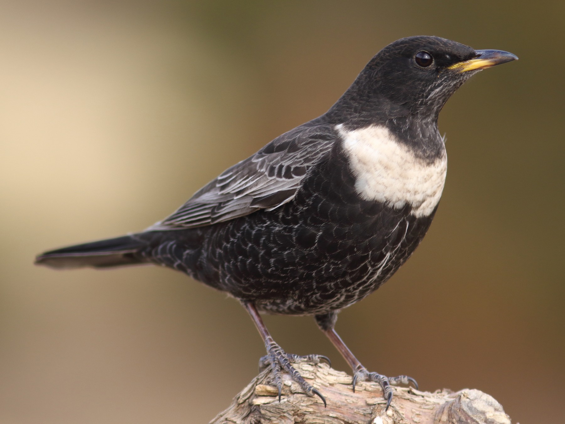 Ring Ouzel - eBird