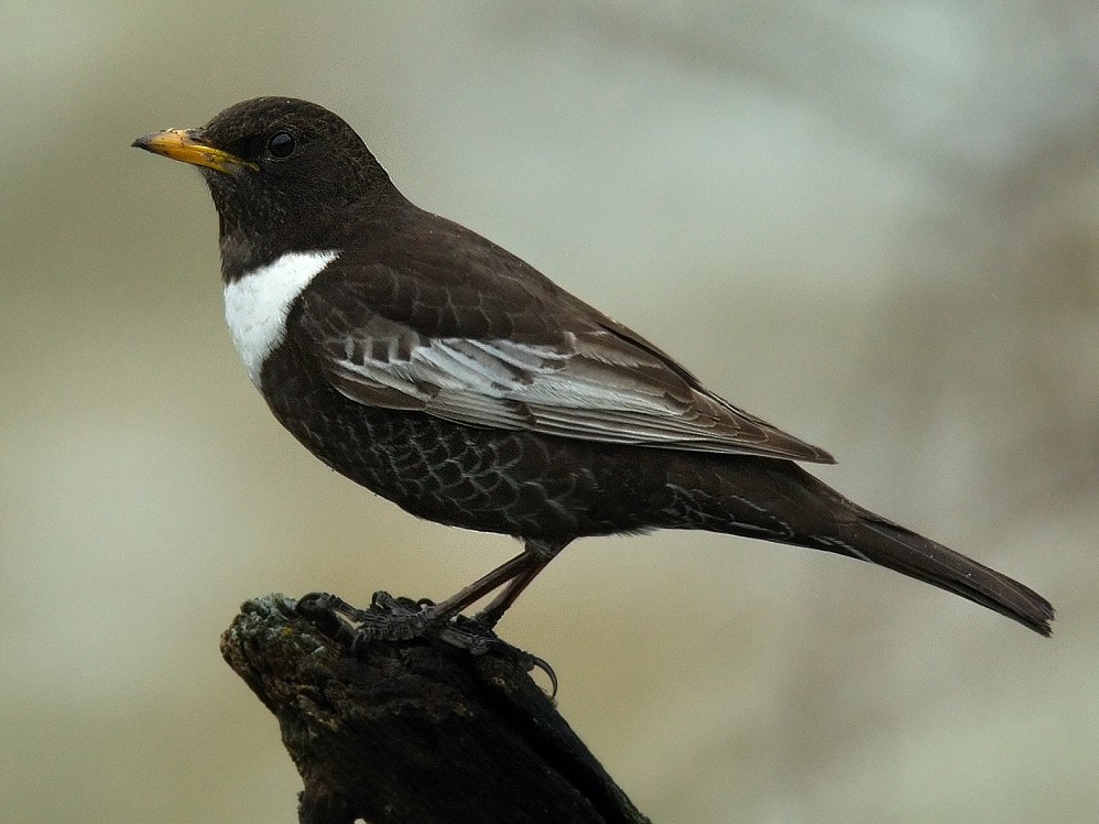 Ring Ouzel - eBird