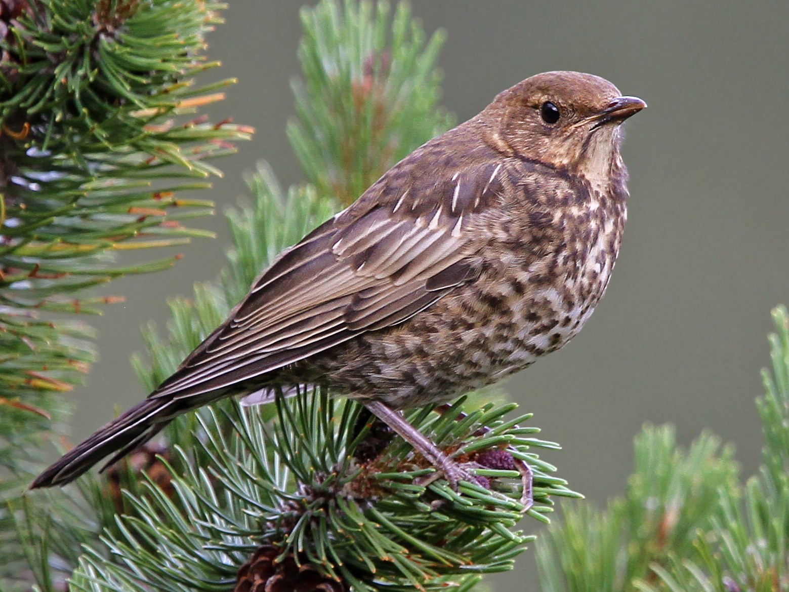 Ring Ouzel - eBird