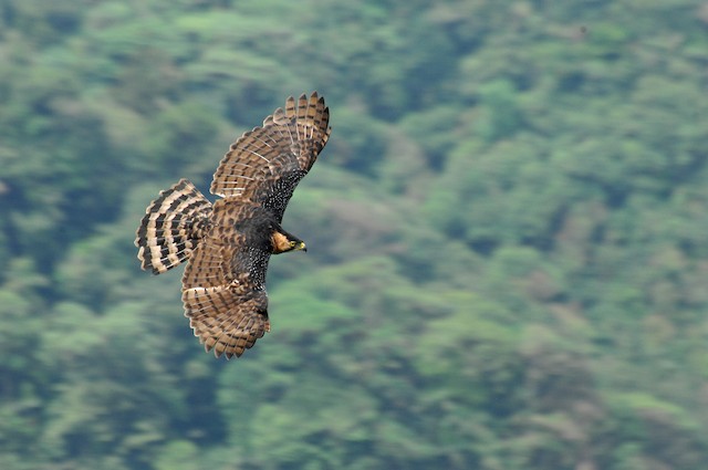 Ornate Hawk Eagle Flying