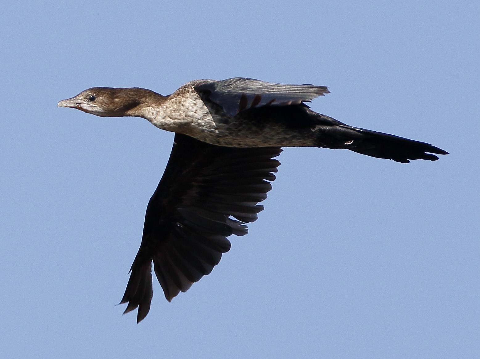 Pygmy Cormorant - eBird