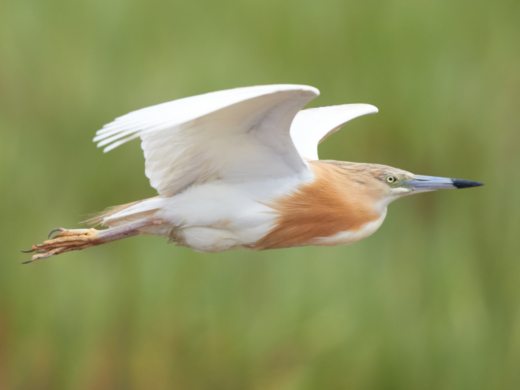 Squacco Heron - eBird