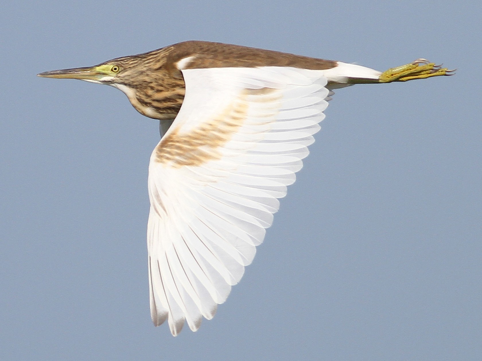 Squacco Heron - eBird
