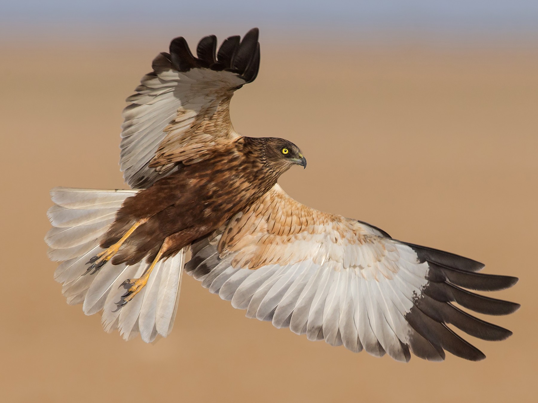 Western Marsh Harrier - eBird