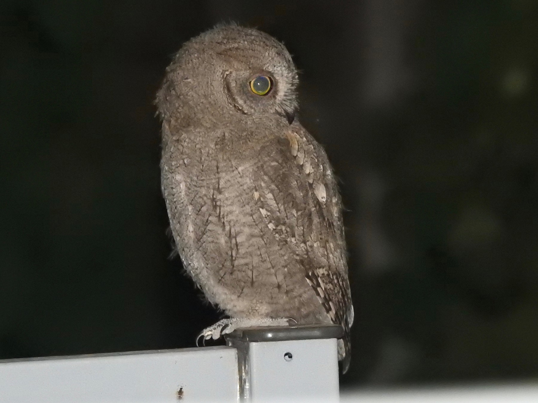 Eurasian Scops-Owl - eBird