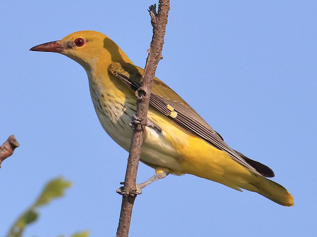 Eurasian Golden Oriole - eBird