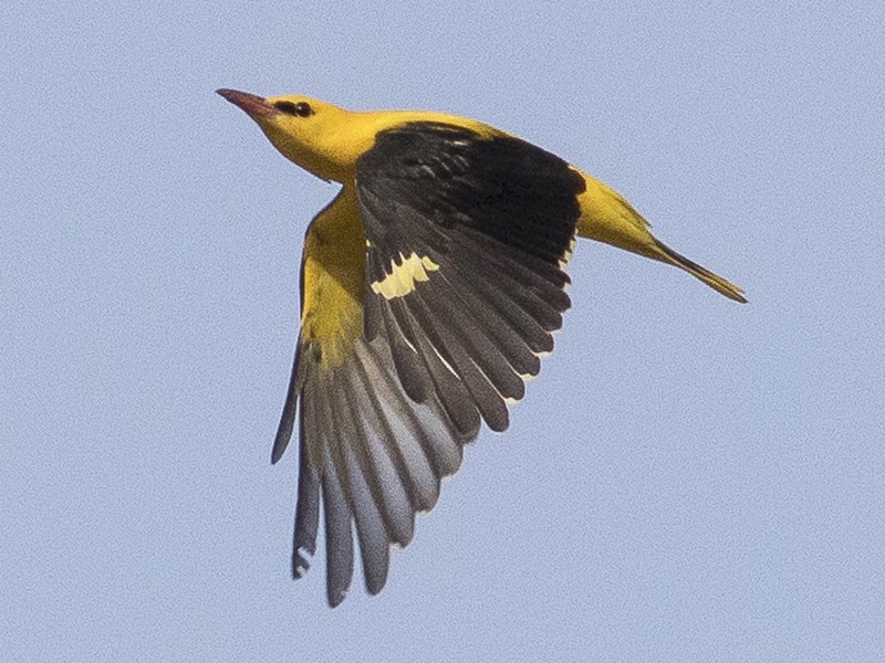 Eurasian Golden Oriole - eBird