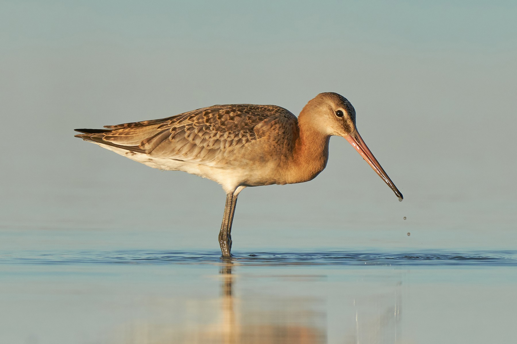 Barge à queue noire (islandica) - eBird