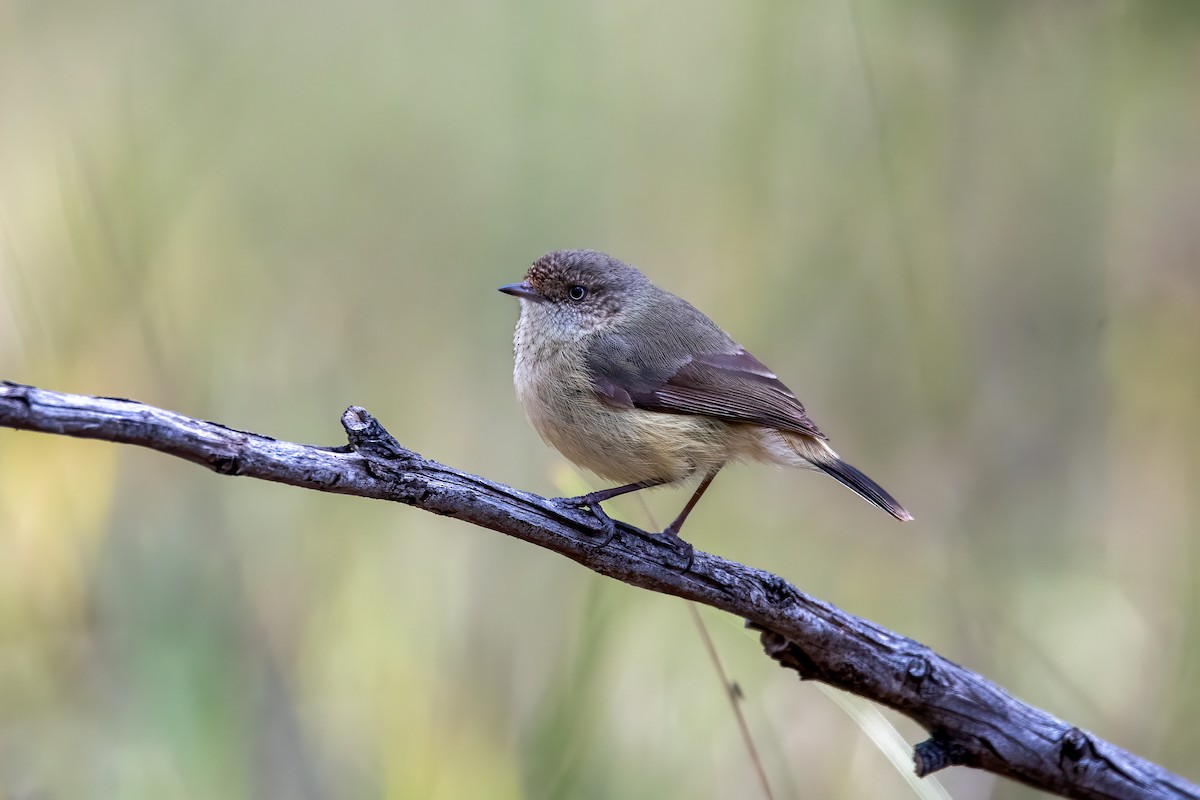 Buff-rumped Thornbill - Acanthiza reguloides - Media Search - Macaulay ...
