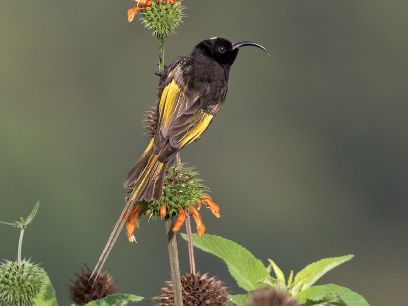 Golden-winged Sunbird - eBird