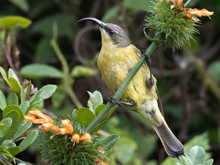 Golden-winged Sunbird - eBird