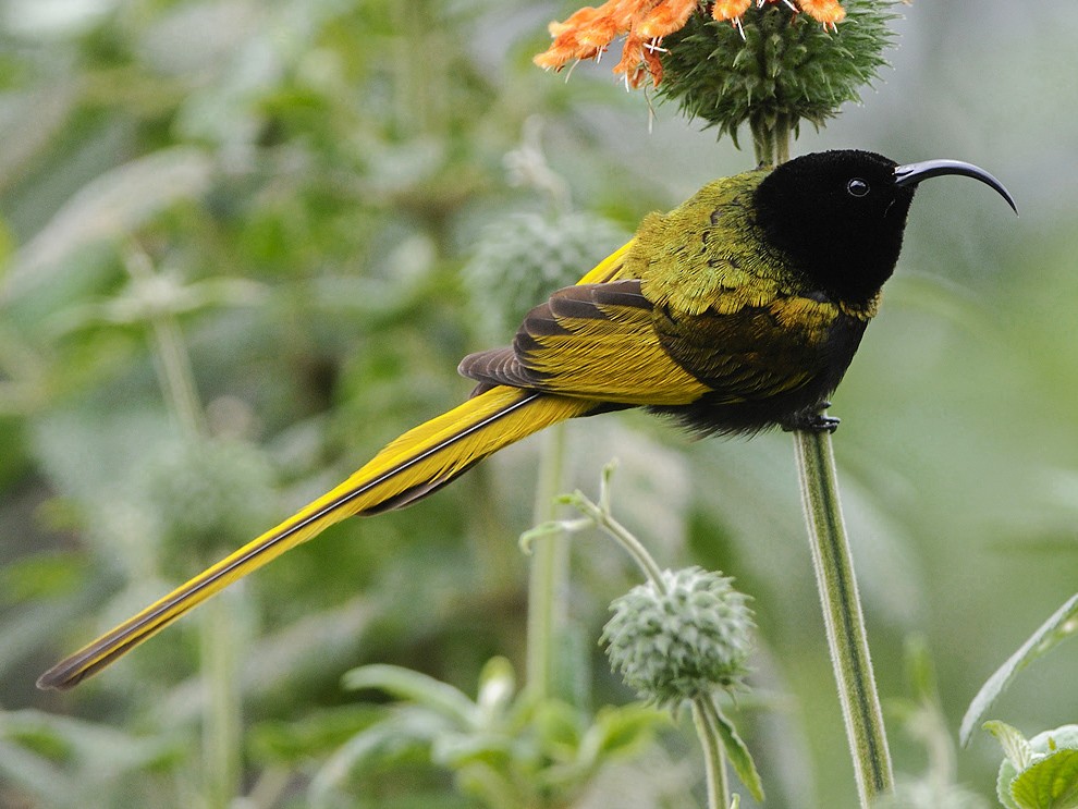 Golden-winged Sunbird - eBird