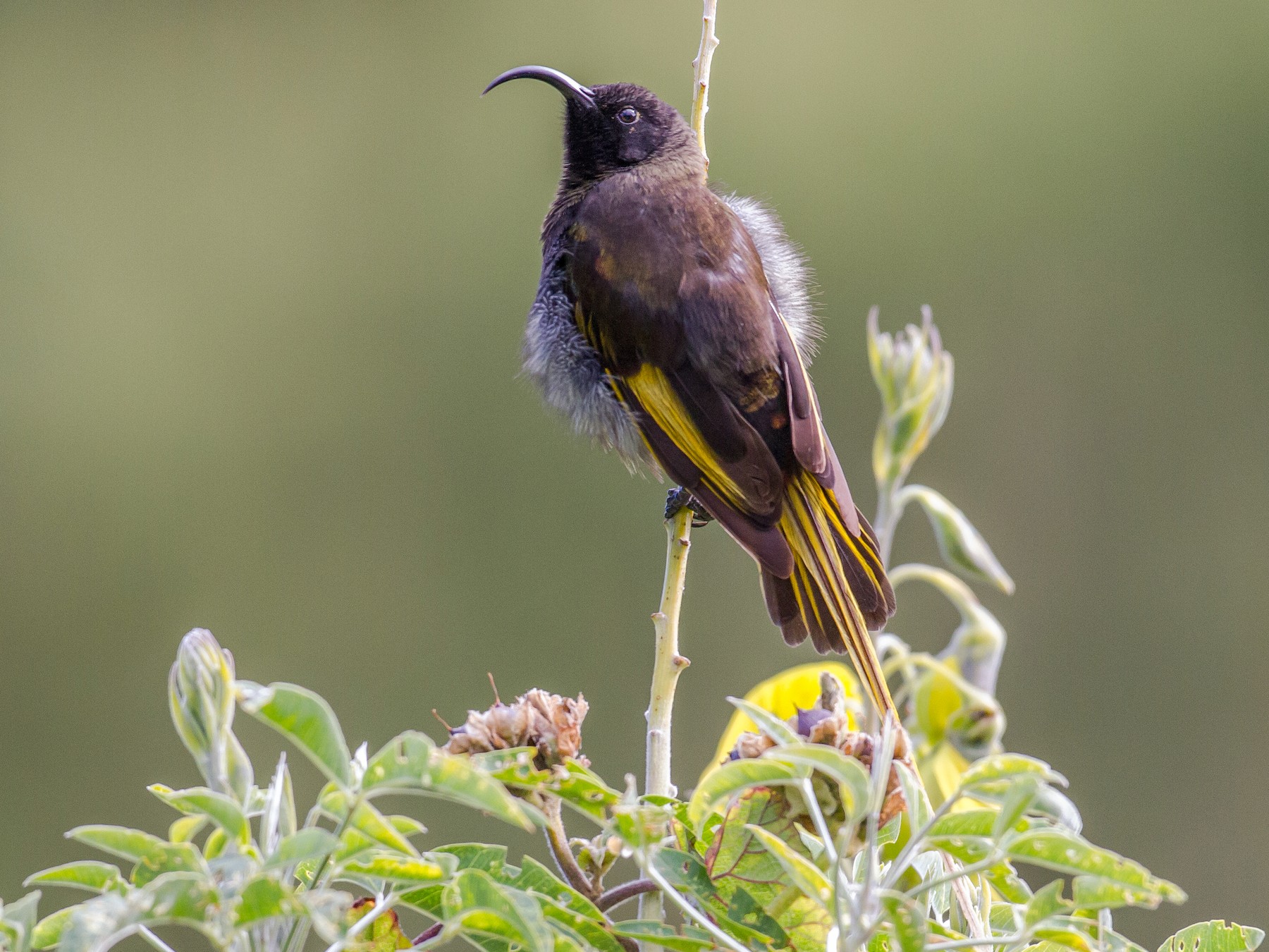 Golden-winged Sunbird - eBird