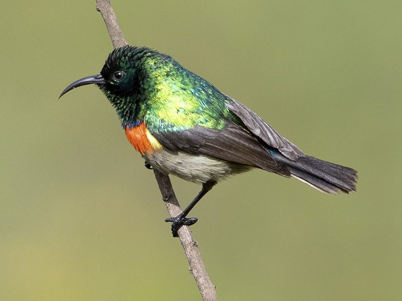 Eastern Double-collared Sunbird - eBird