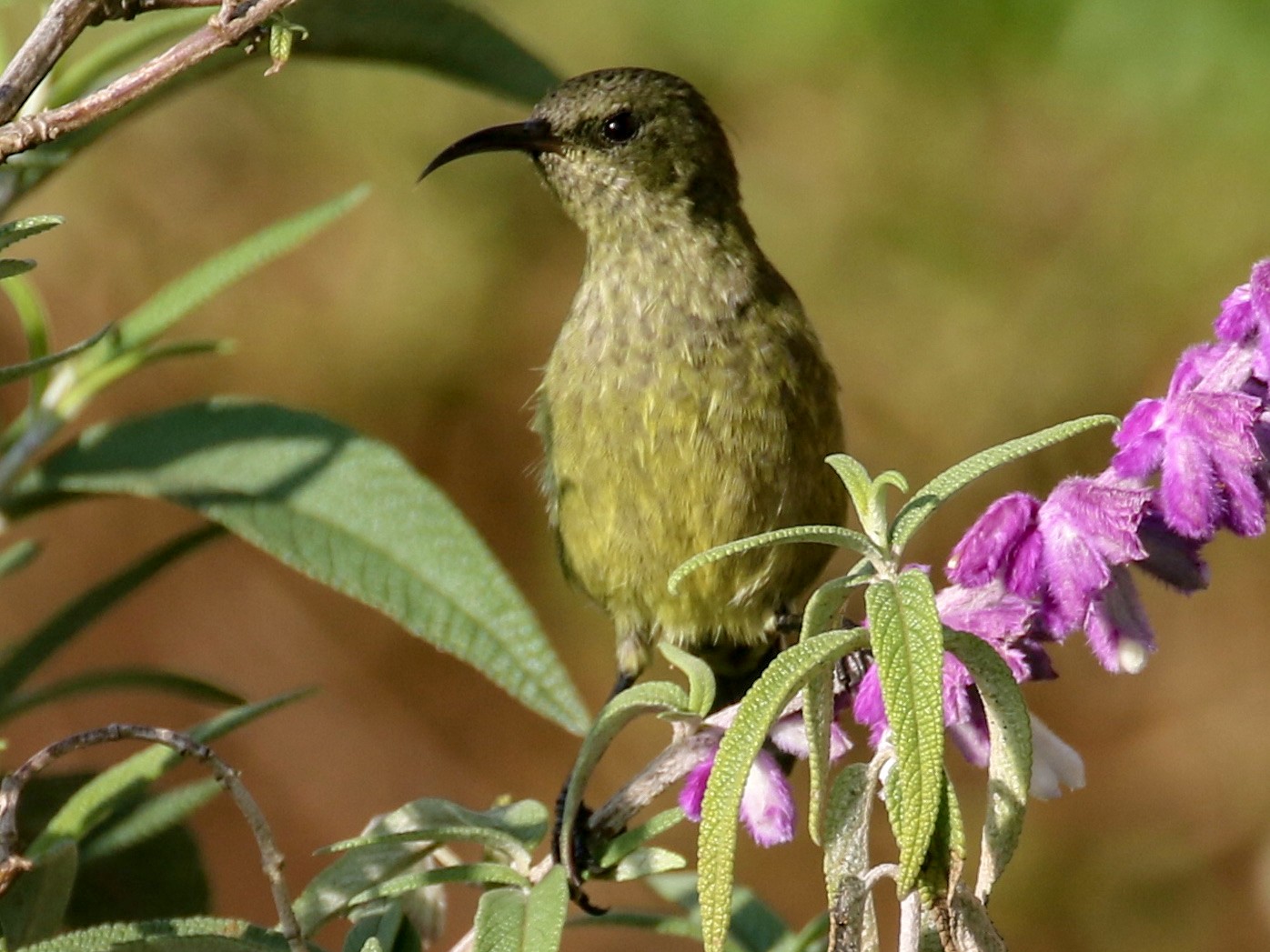 Eastern Double-collared Sunbird - eBird