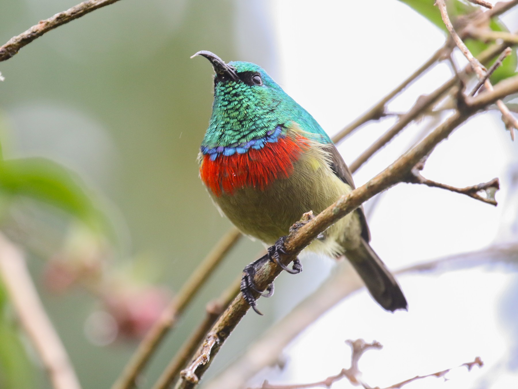 Eastern Double-collared Sunbird - eBird