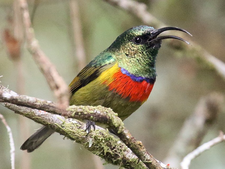 Moreau's Sunbird - eBird