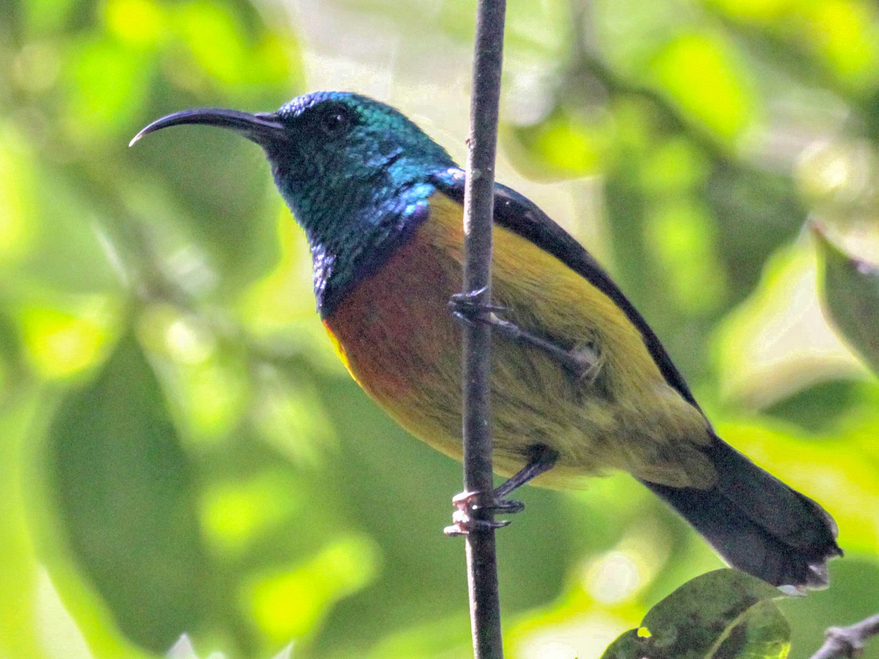 Loveridge's Sunbird - eBird