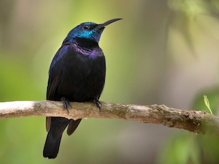 Pemba Sunbird - eBird