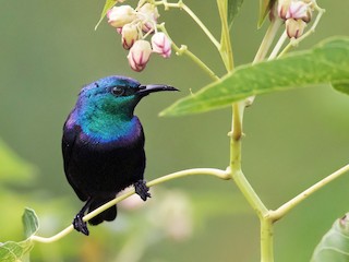 Pemba Sunbird - eBird
