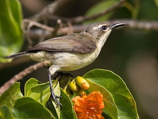 Pemba Sunbird - eBird