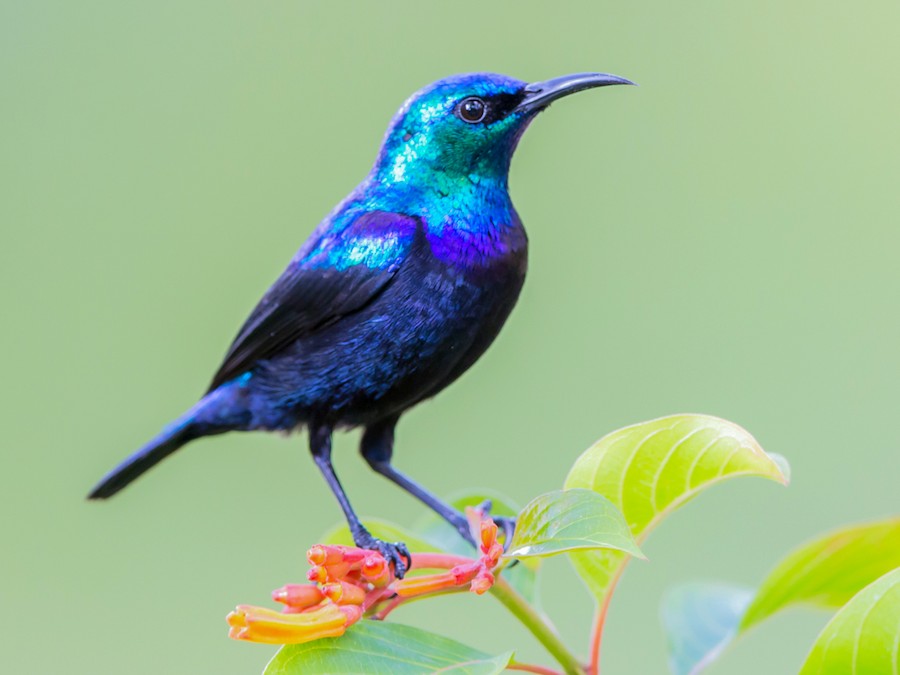 Pemba Sunbird - eBird