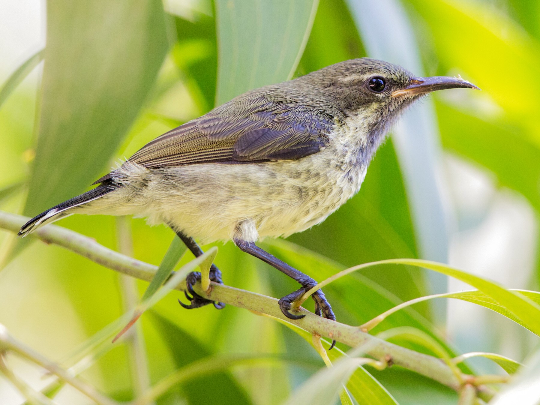 Pemba Sunbird - eBird