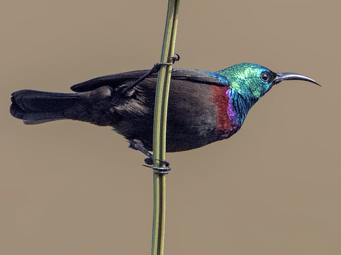 Orange-tufted Sunbird - eBird