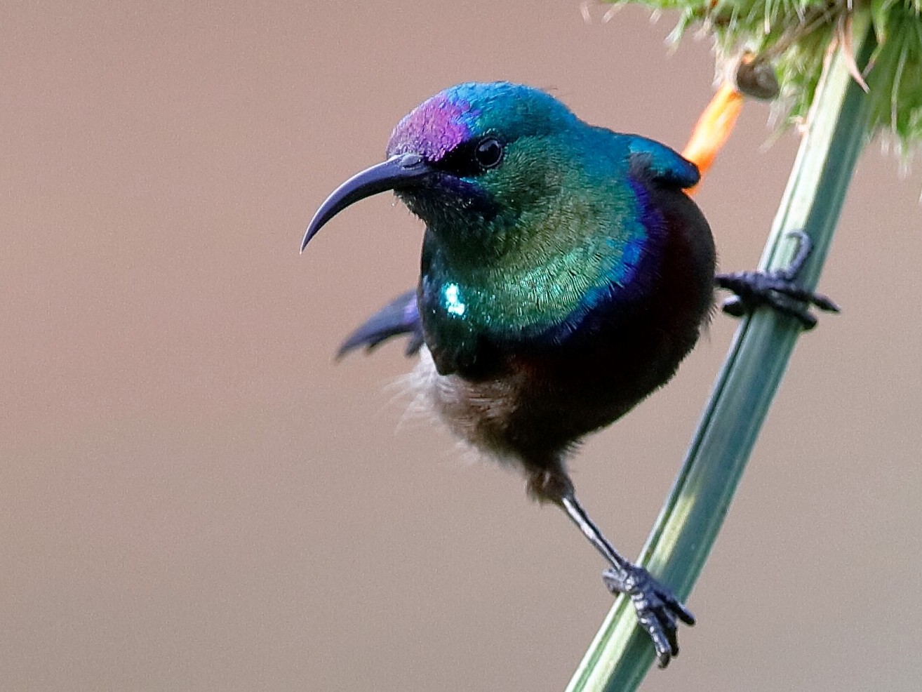 Orange-tufted Sunbird - eBird