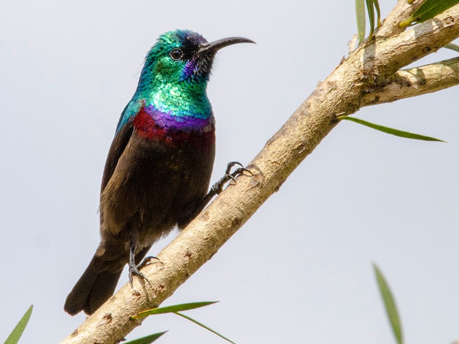 Orange-tufted Sunbird - eBird