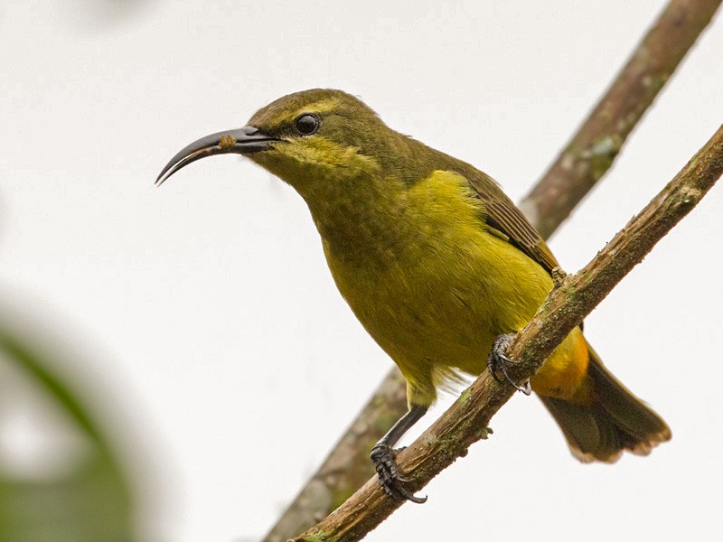 Superb Sunbird - eBird