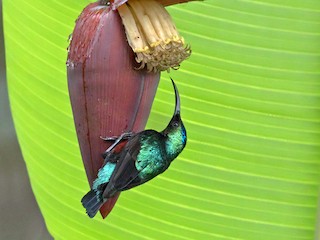 Superb Sunbird - eBird