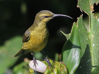 Superb Sunbird - eBird