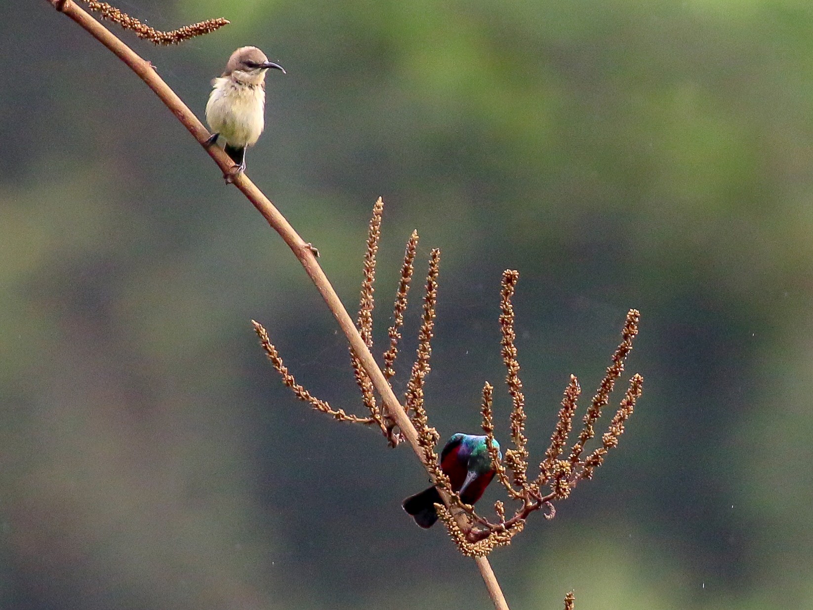 Superb Sunbird - eBird